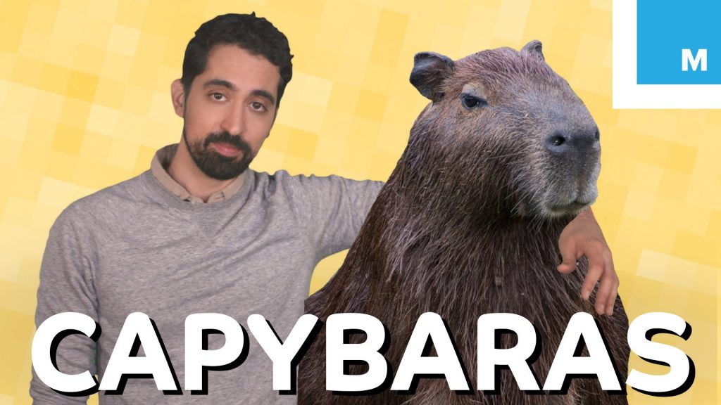 What is a Capybara and Why is it So Chill? | Mashable Explains