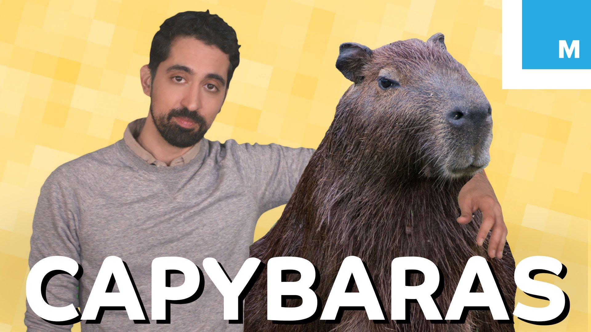 What is a Capybara and Why is it So Chill? | Mashable Explains