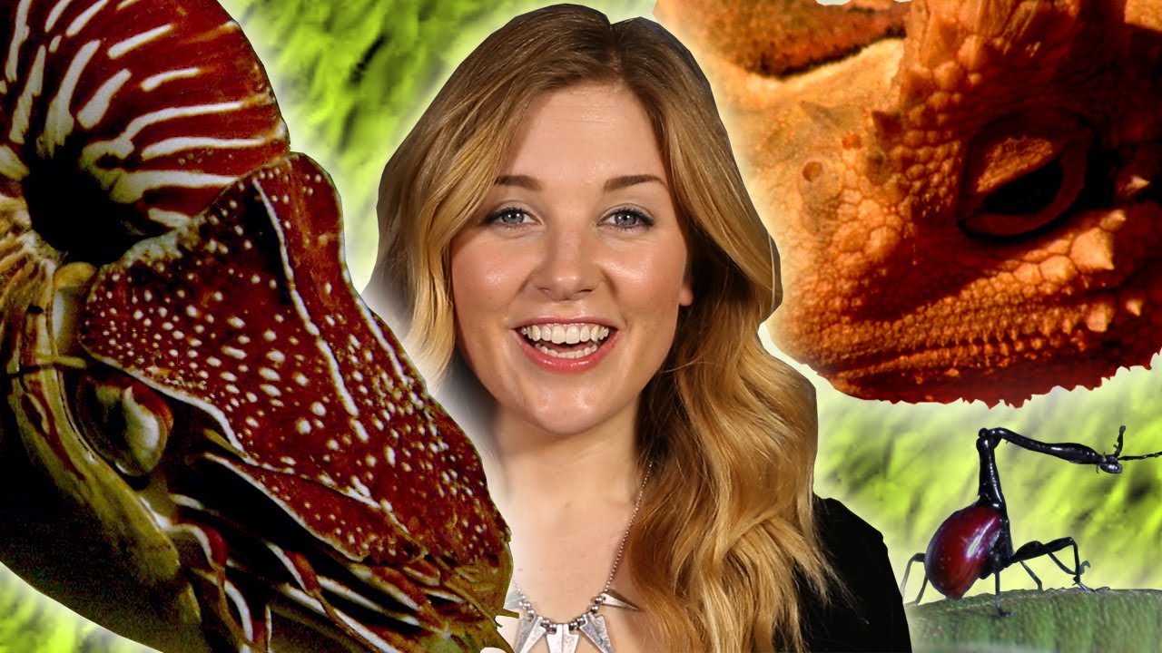 Weird Animals You’Ve Never Seen – CREM