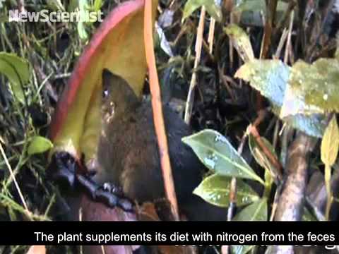 Tree shrew dines and defecates in toilet plant
