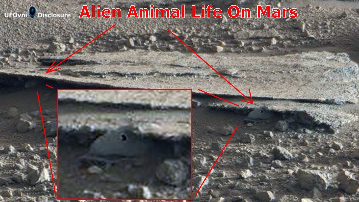 Weird! Alien Animal Life Caught By Curiosity NASA On Mars