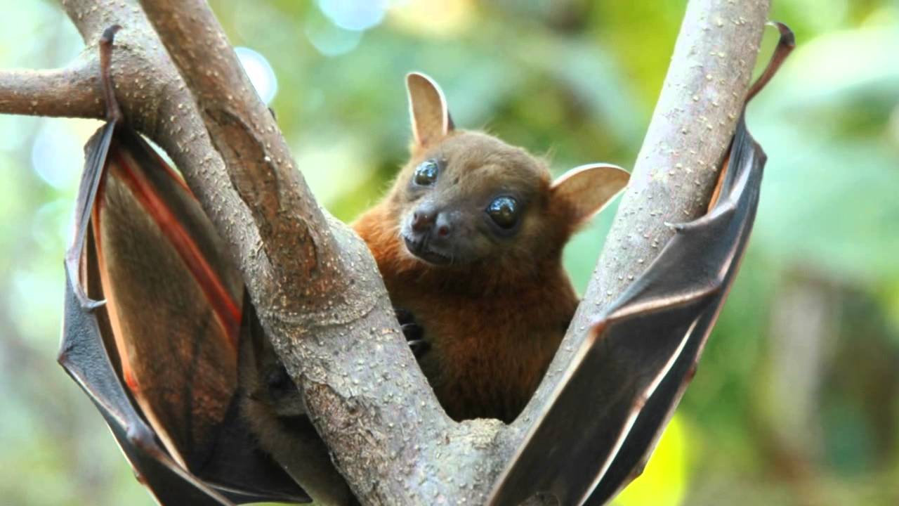 5 SPECIES BENDING ANIMALS YOU NEVER KNEW EXISTED